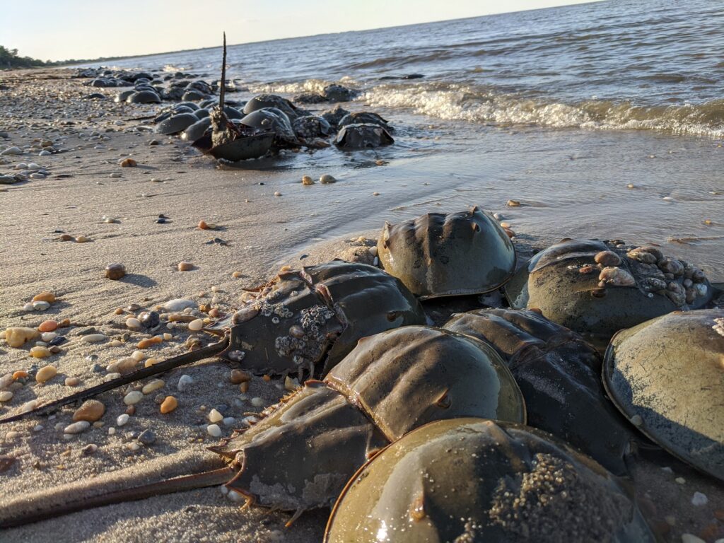 Slaughter Beach Historical Society – Slaughter Beach, Delaware